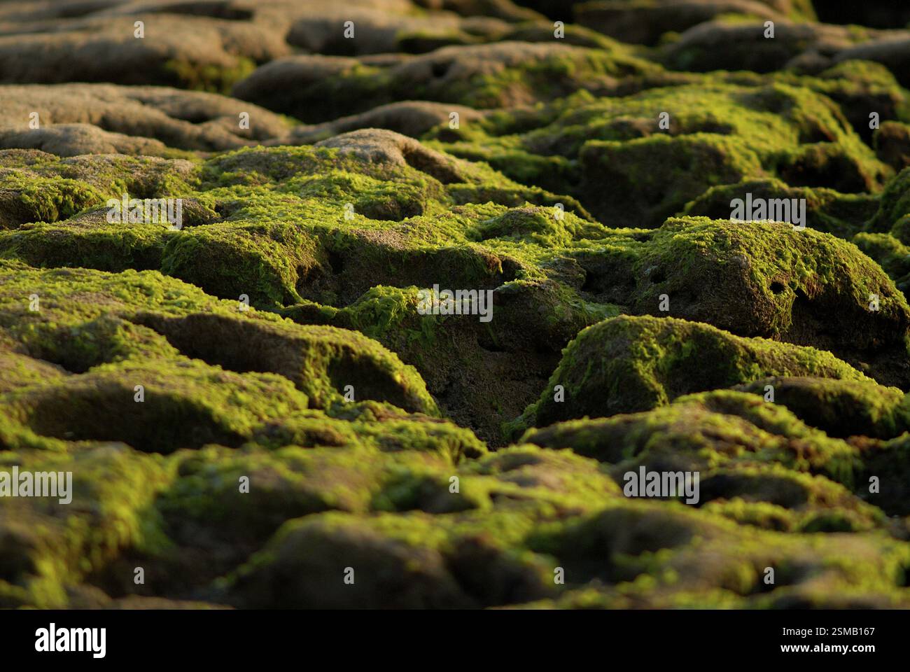 Corals at Pingleshwar beach, Kutch, Gujarat, India, Asia Stock Photo ...