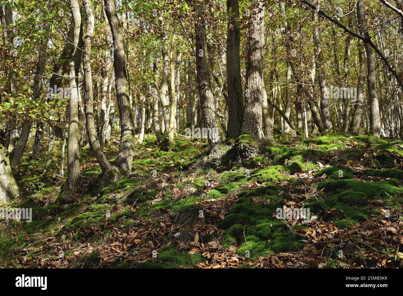 Autumn forest in Germany, trees without foliage. Sunny day Stock Photo ...