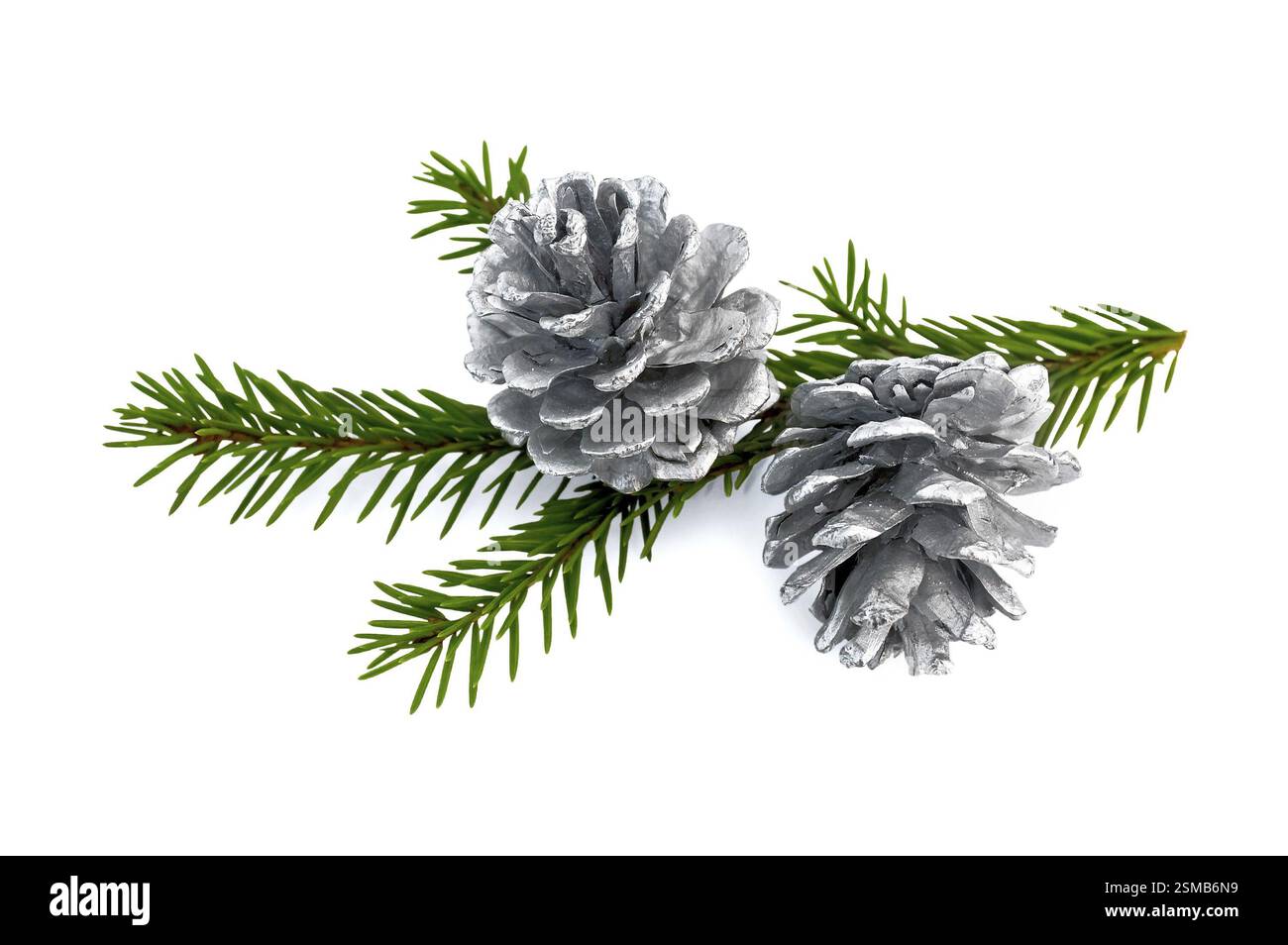 Two silver bumps on the green spruce twig isolated on white background ...