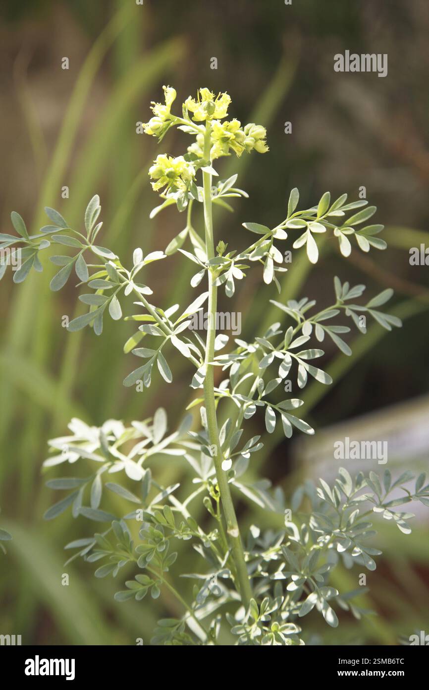 Medicinal plant Satap Ruta graveolens Stock Photo - Alamy