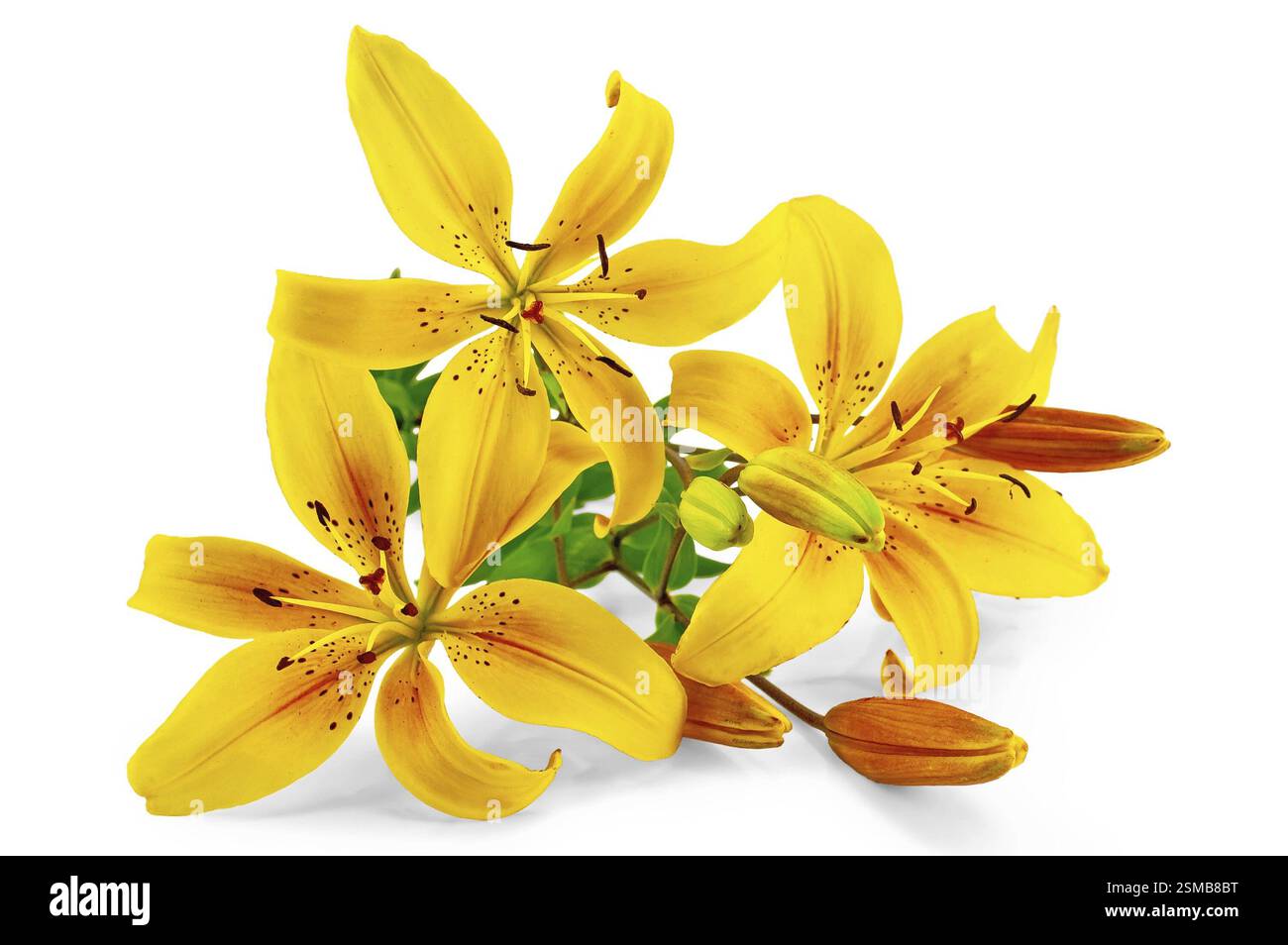 Three yellow lilies with green leaves isolated on white background ...