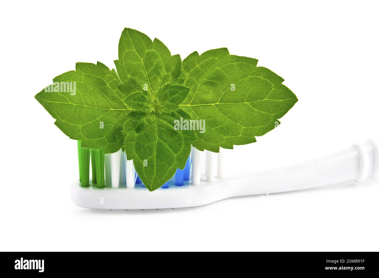 A toothbrush with a sprig of mint isolated on white background Stock ...