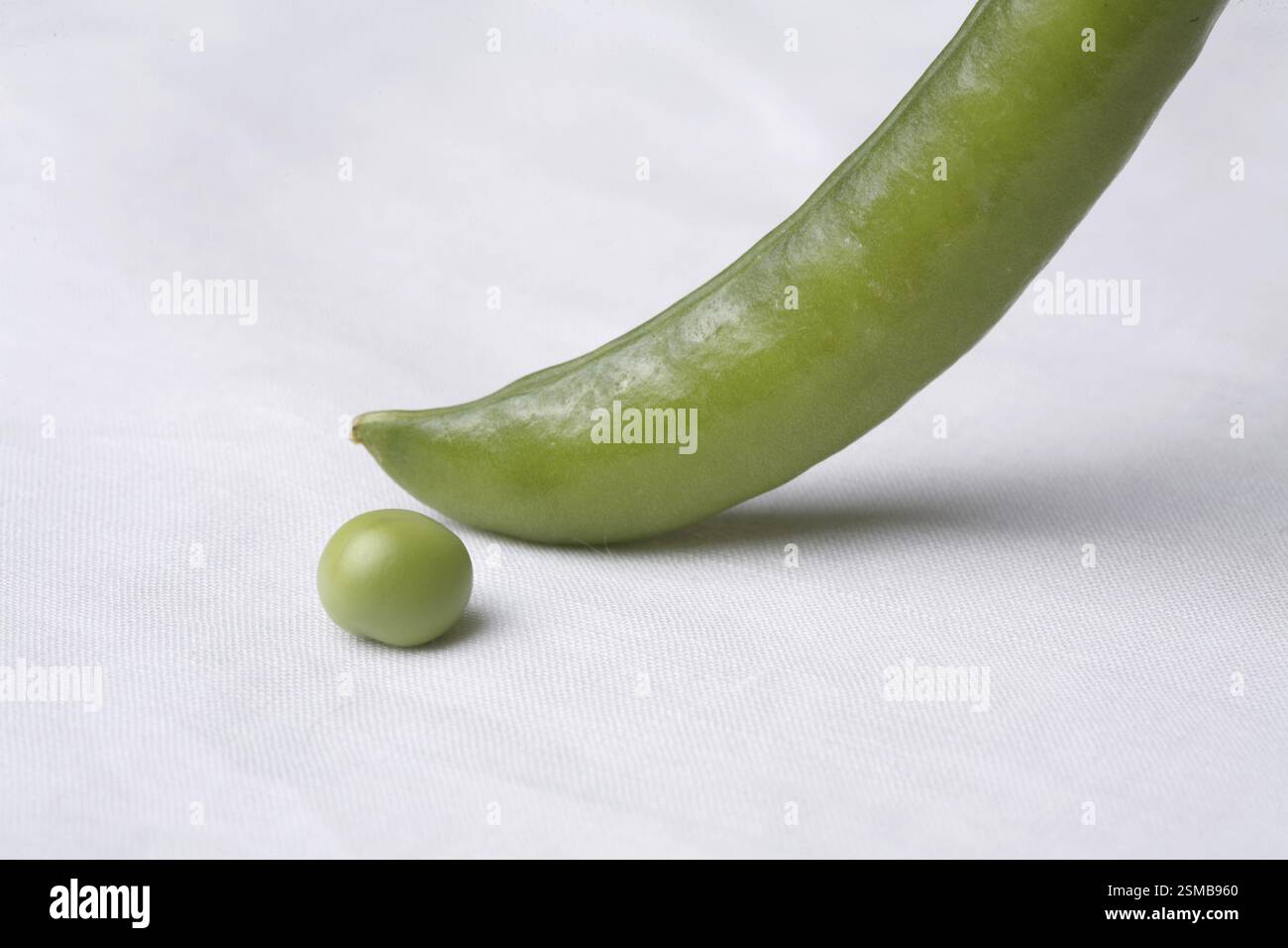 Vegetable, one Green Peas pod Pisum sativum with unpeel pea arranged as ...