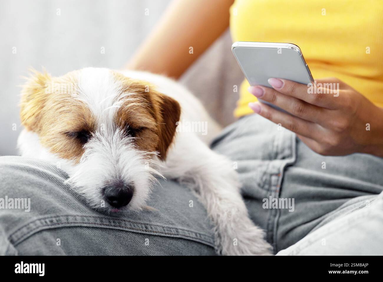 Adorable fluffy jack russel dog sleeping on owner laps Stock Photo - Alamy