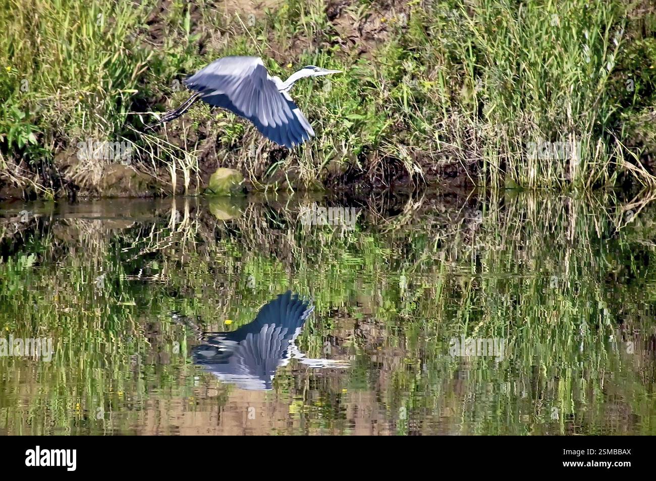 Flying Heron on the beach with grass background, a reflection of herons ...