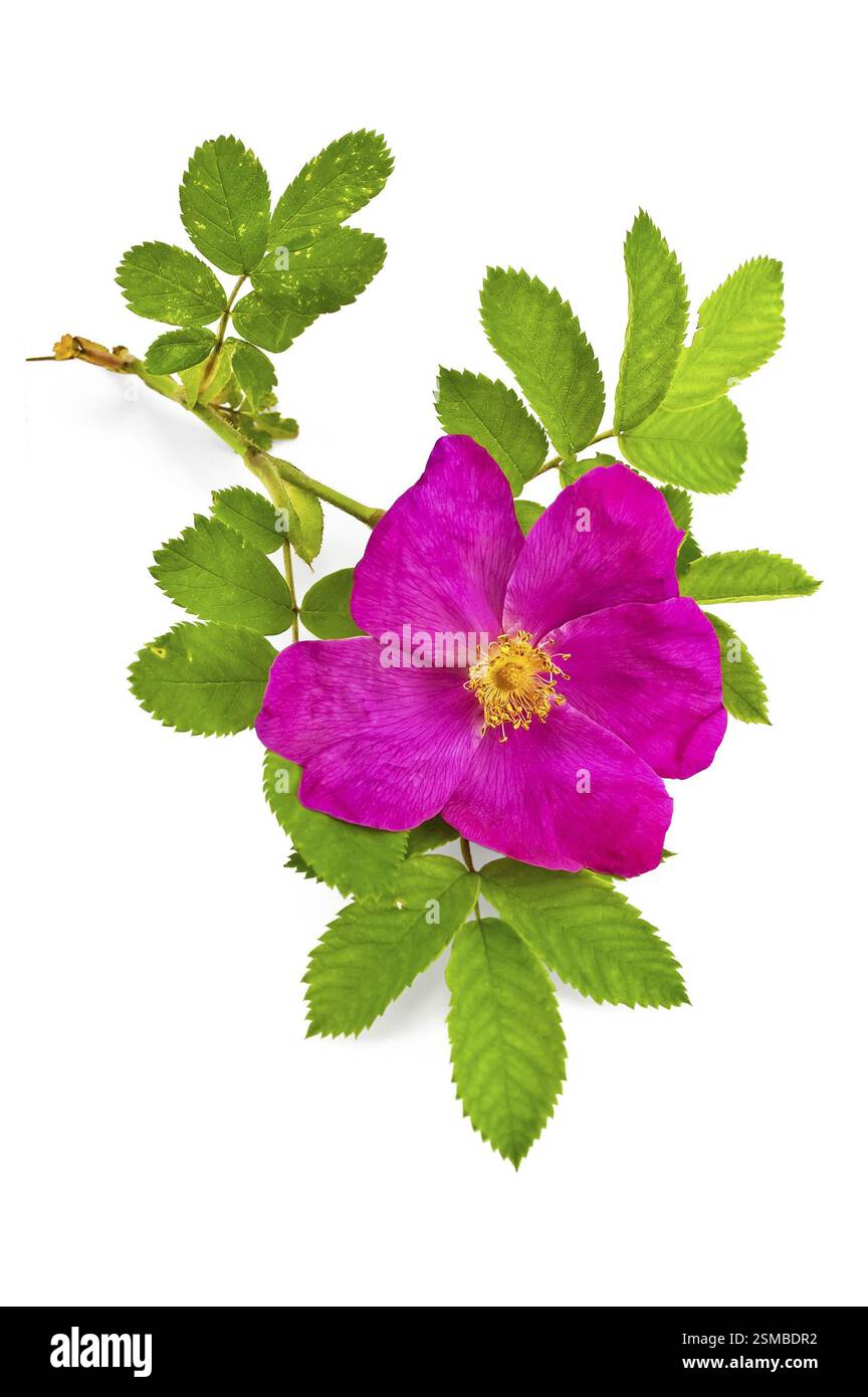 Sprig of rose hips with a flower and green leaves isolated on white ...