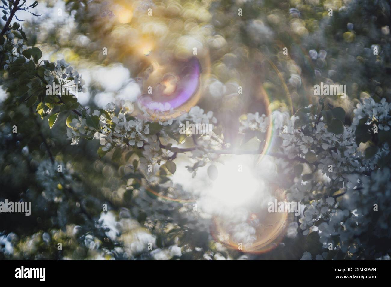 Bright sunlight with lens flares illuminating white blossoms on ...
