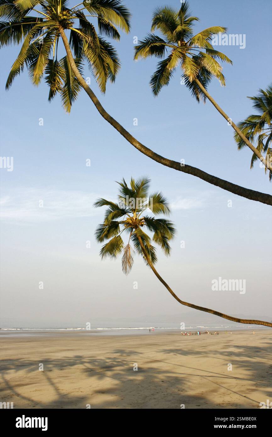 Coconut trees at beach, Murud Janjira, District Raigad, Maharashtra ...