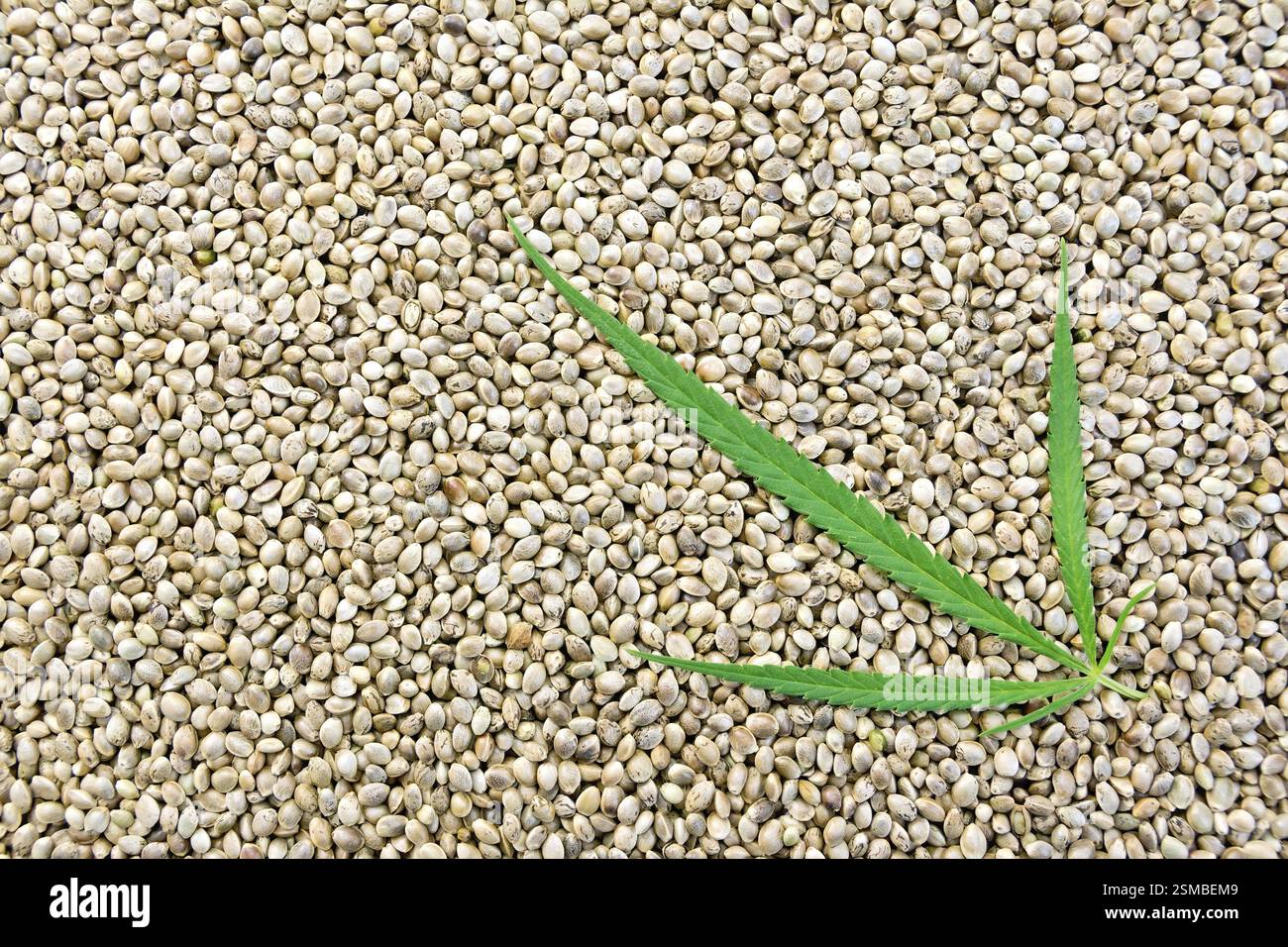 Seed structures hi-res stock photography and images - Alamy