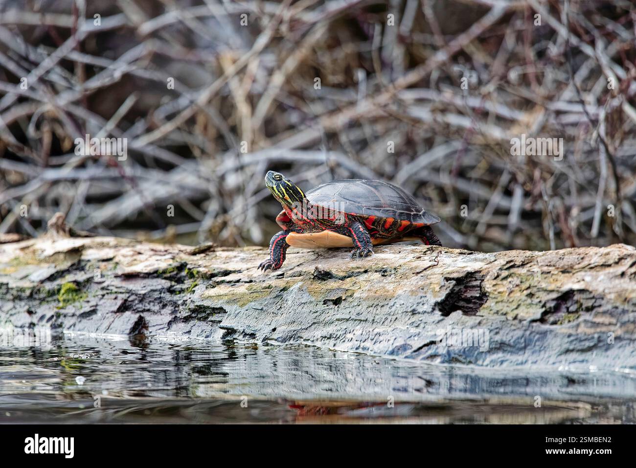 The painted turtle (Chrysemys picta) is the most widespread native ...