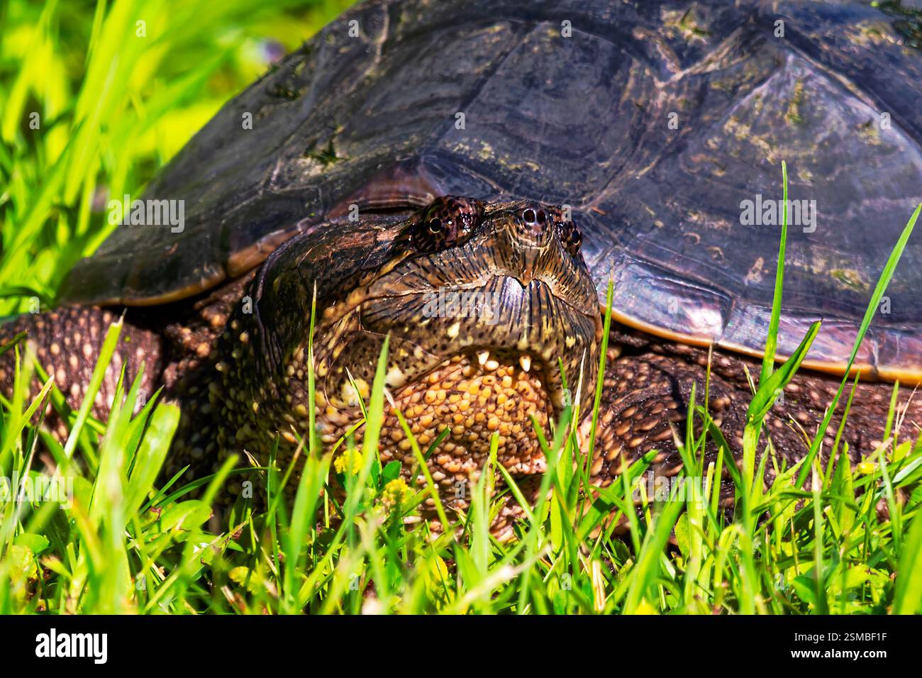 The common snapping turtle (Chelydra serpentina) on a meadow Stock ...