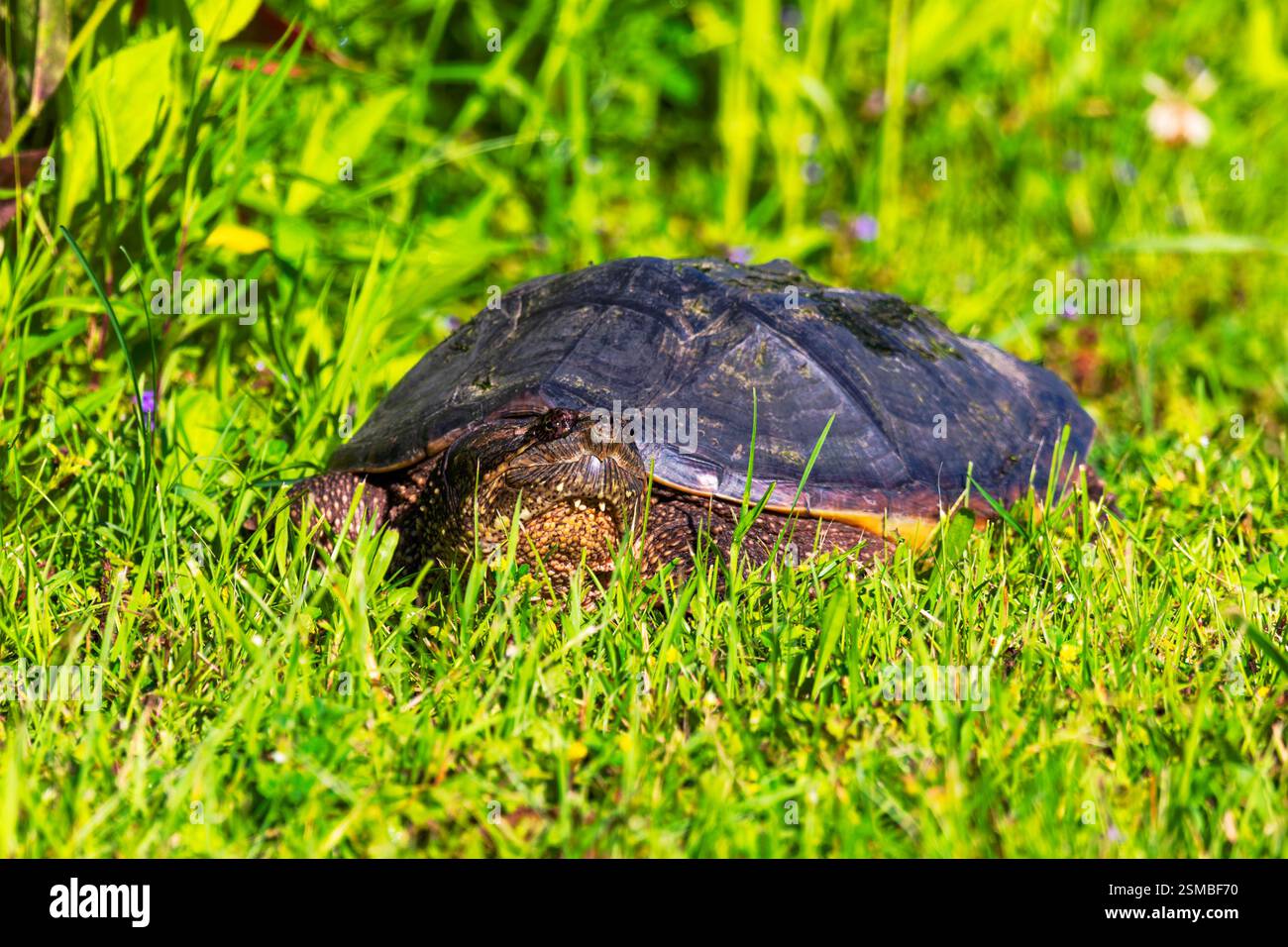 The common snapping turtle (Chelydra serpentina) on a meadow Stock ...