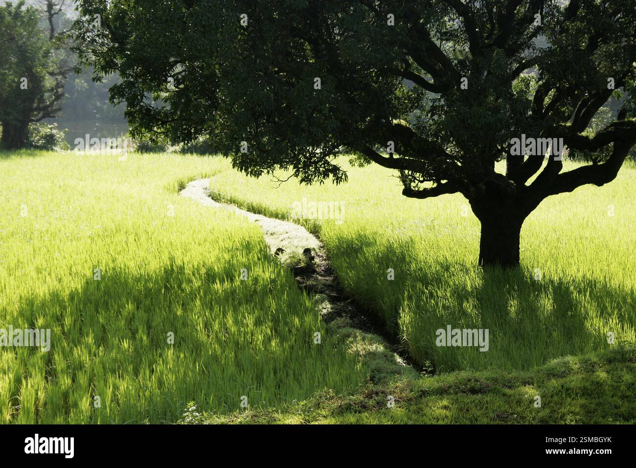 Green rice field with tree in between path, Mulshi Lake, Pune ...