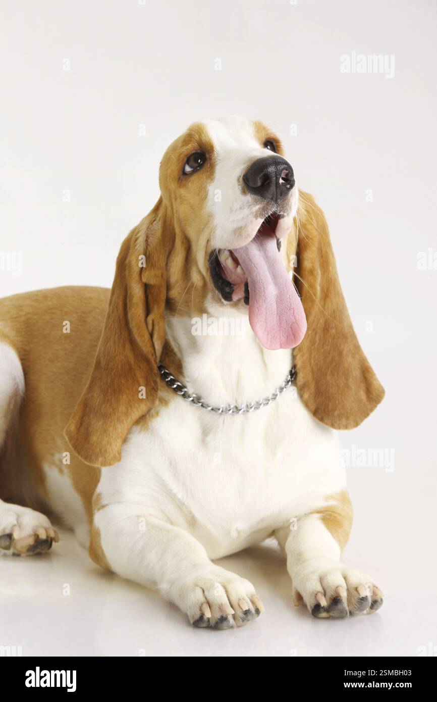 Dog Basset Hound female posing on white background Stock Photo - Alamy