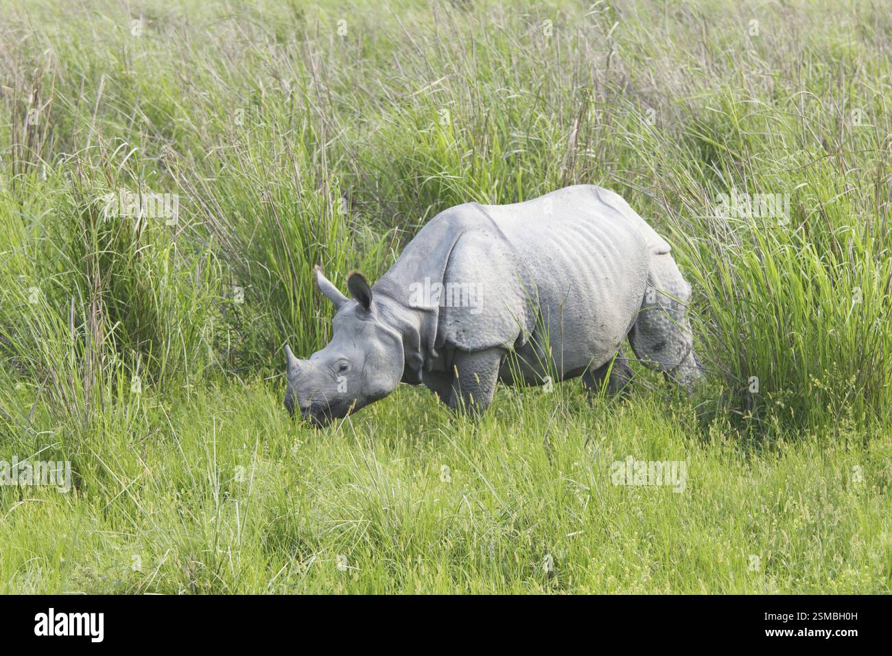 Rhino one horned Rhinoceros unicornis in Kaziranga national park, Assam ...