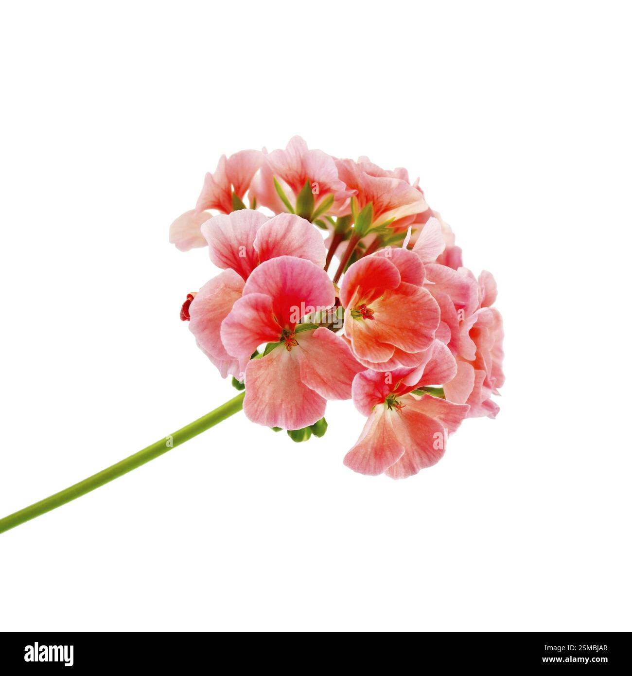 The inflorescence of pink geraniums isolated on white background Stock ...