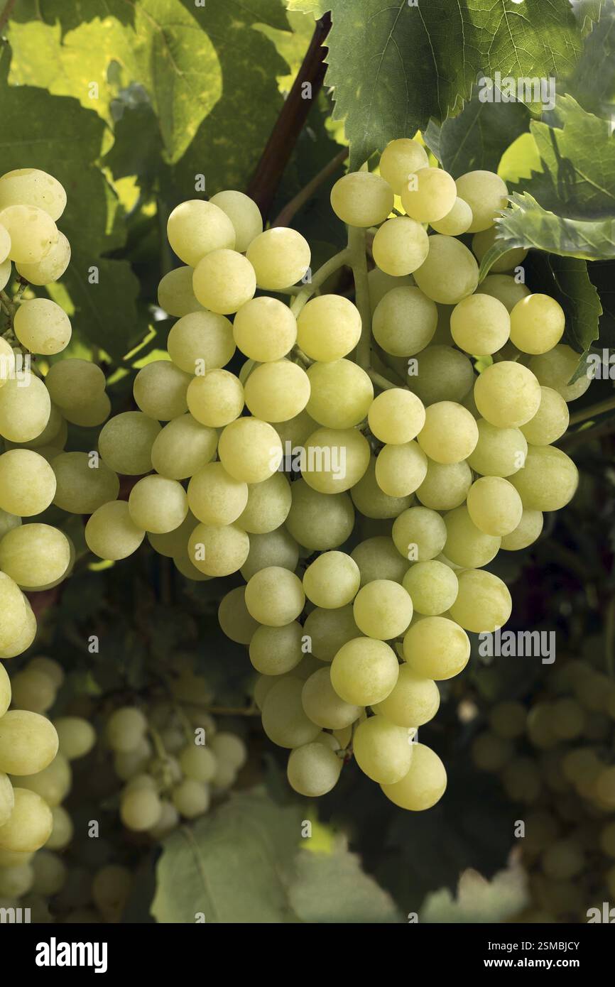 Grapes or draksh eat as dry fruits and fresh fruits have medicinal ...