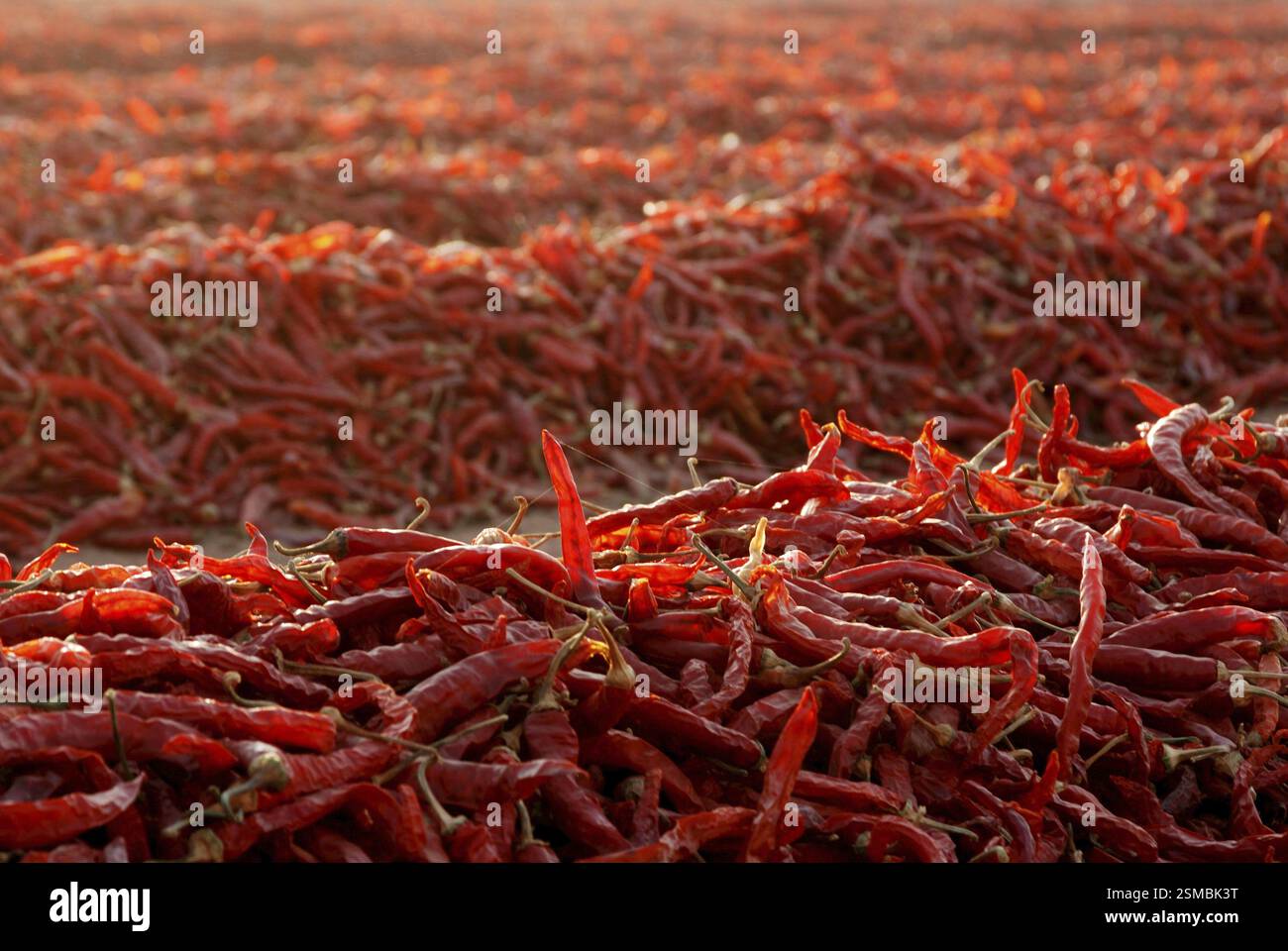 Red chilli drying process, Mathania, Jodhpur, Rajasthan, India, Asia ...