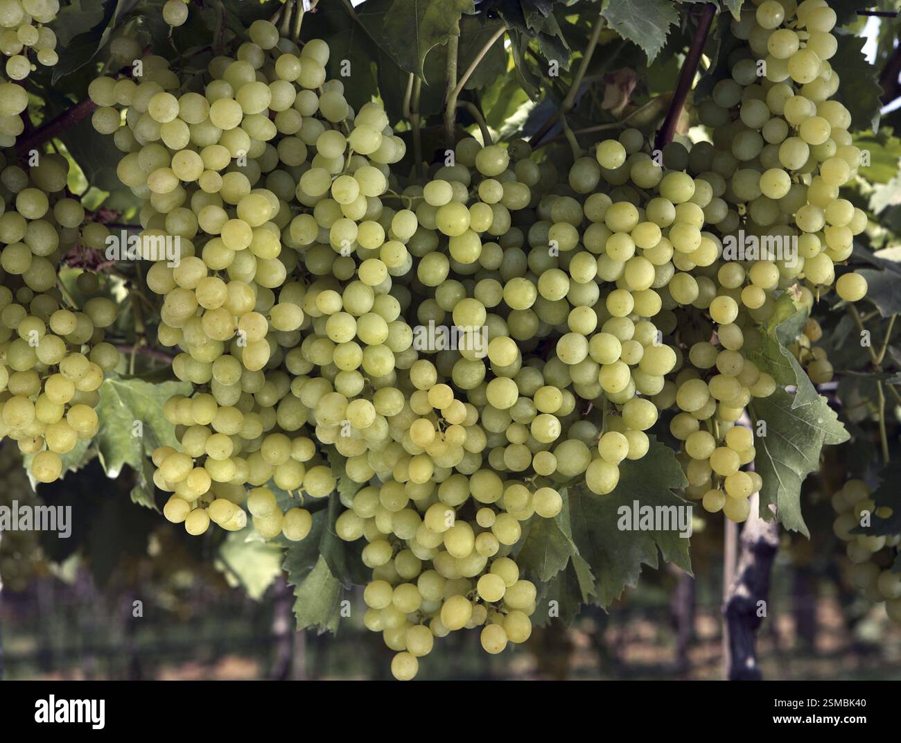 Grapes or draksh eat as dry fruits and fresh fruits have medicinal ...