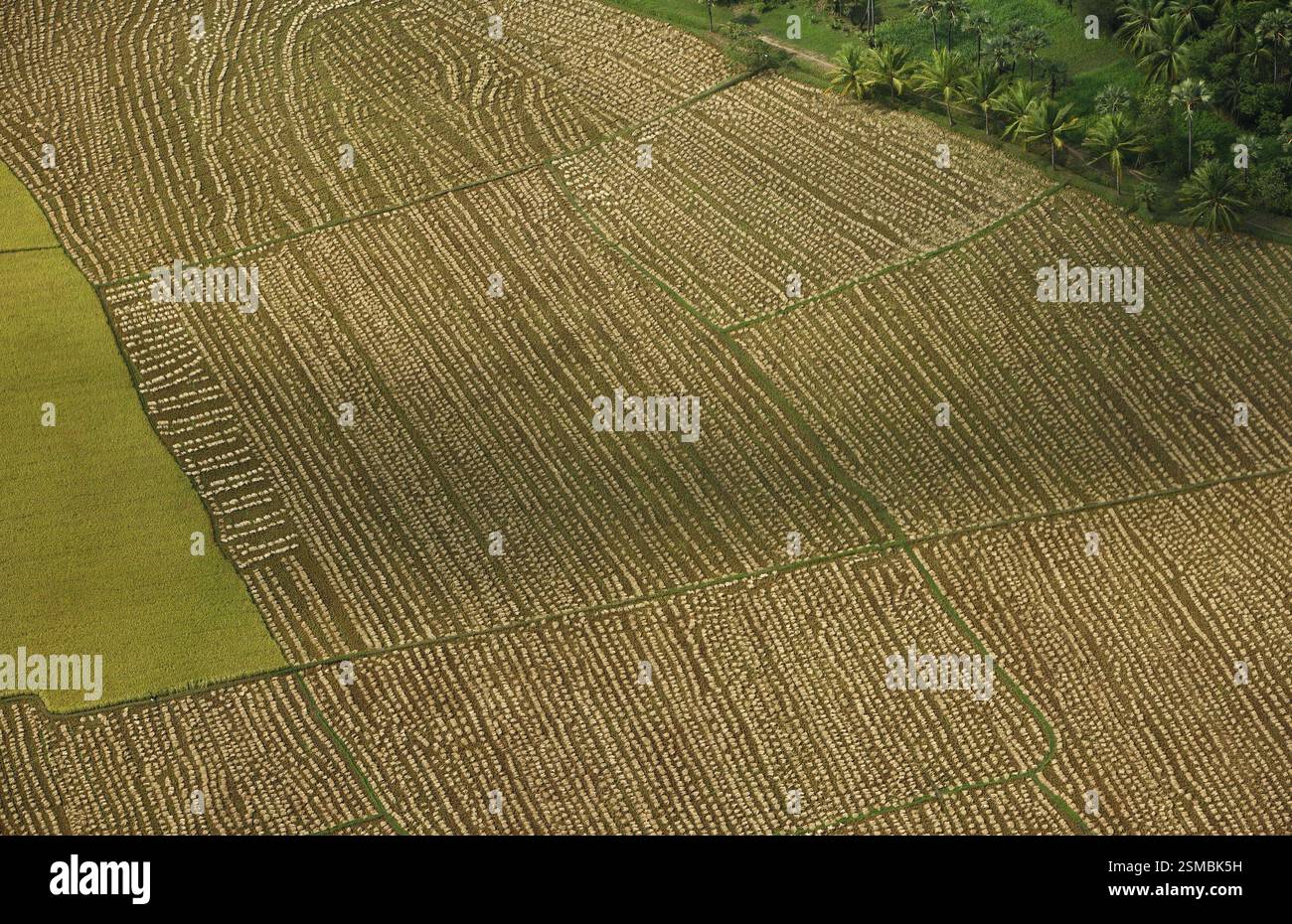 Aerial view of tilled field, Andhra Pradesh, India, Asia Stock Photo ...