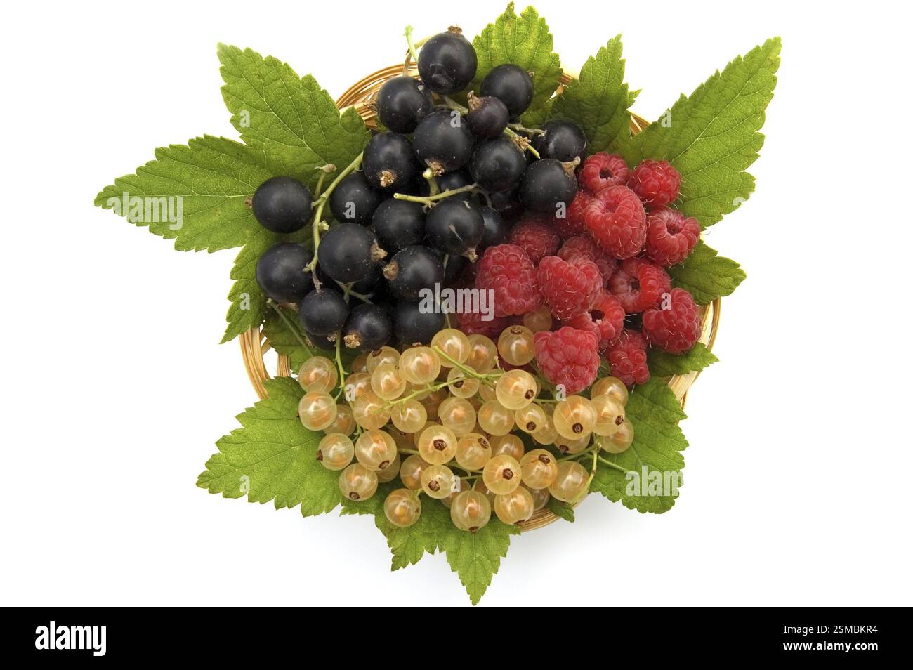 White and Black currant, red raspberry, currant, green leaves in a ...
