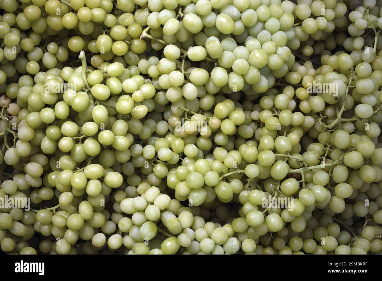 Grapes or draksh eat as dry fruits and fresh fruits have medicinal ...