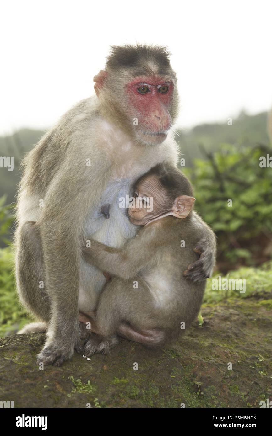 Pink face Indian monkey with hugging baby at Amboli Hill station, Sindhudurga, Maharashtra ...
