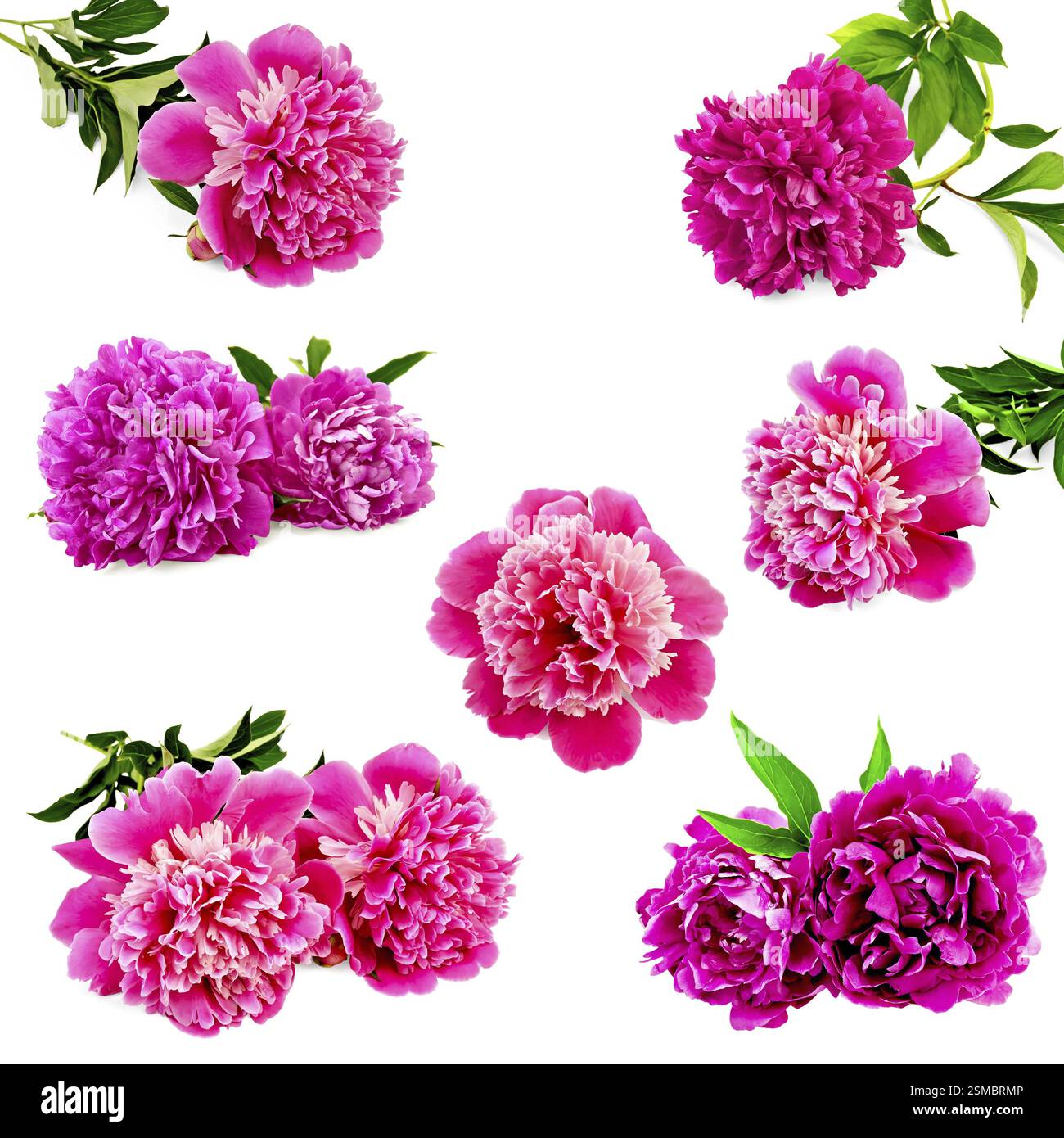 Shot blossoming peonies in hi-res stock photography and images - Alamy