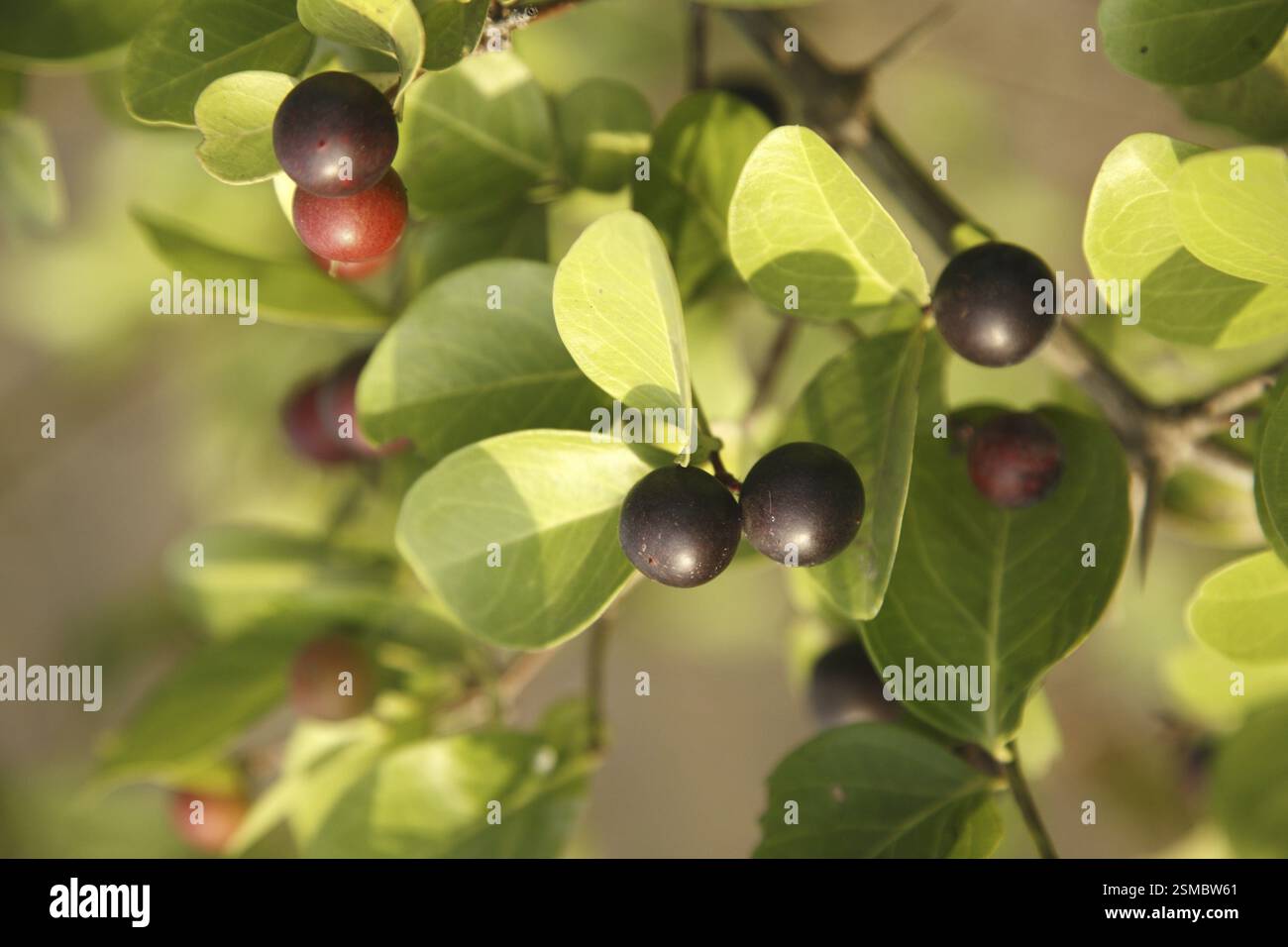Fruit, Karonda Karwanda Carissa carandas naturally grown on plant Stock ...