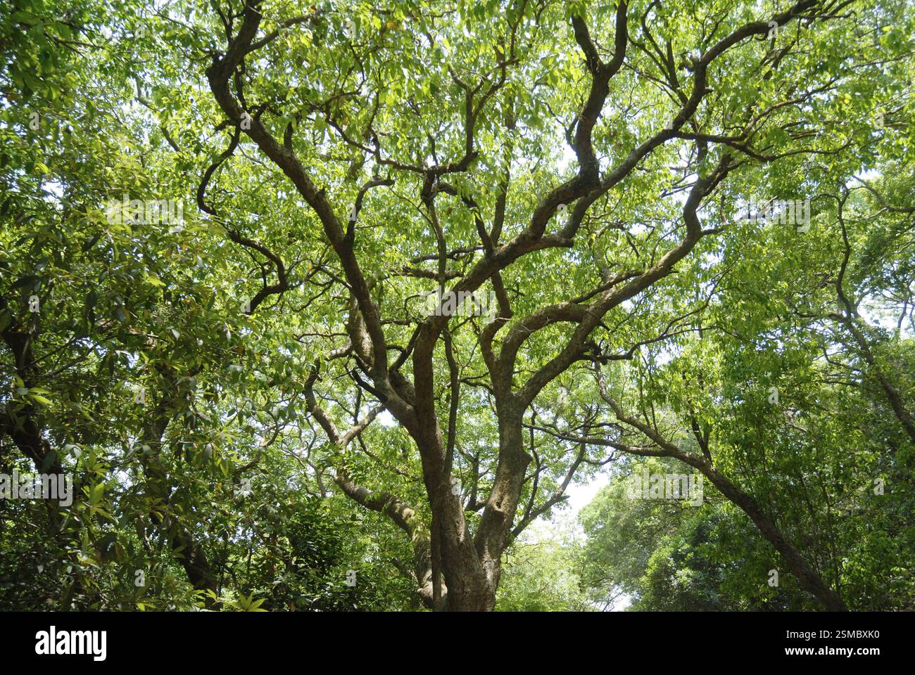 Lush green trees in Bhimashankar wildlife sanctuary in Pune District ...