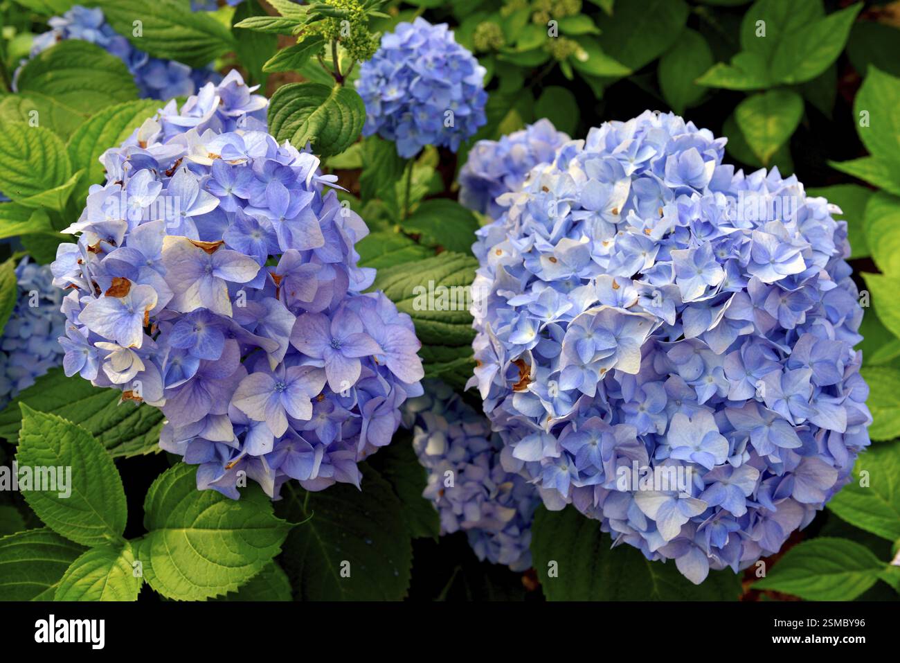 Blue Hydrangea blooming in the nature. Sunlight Stock Photo - Alamy
