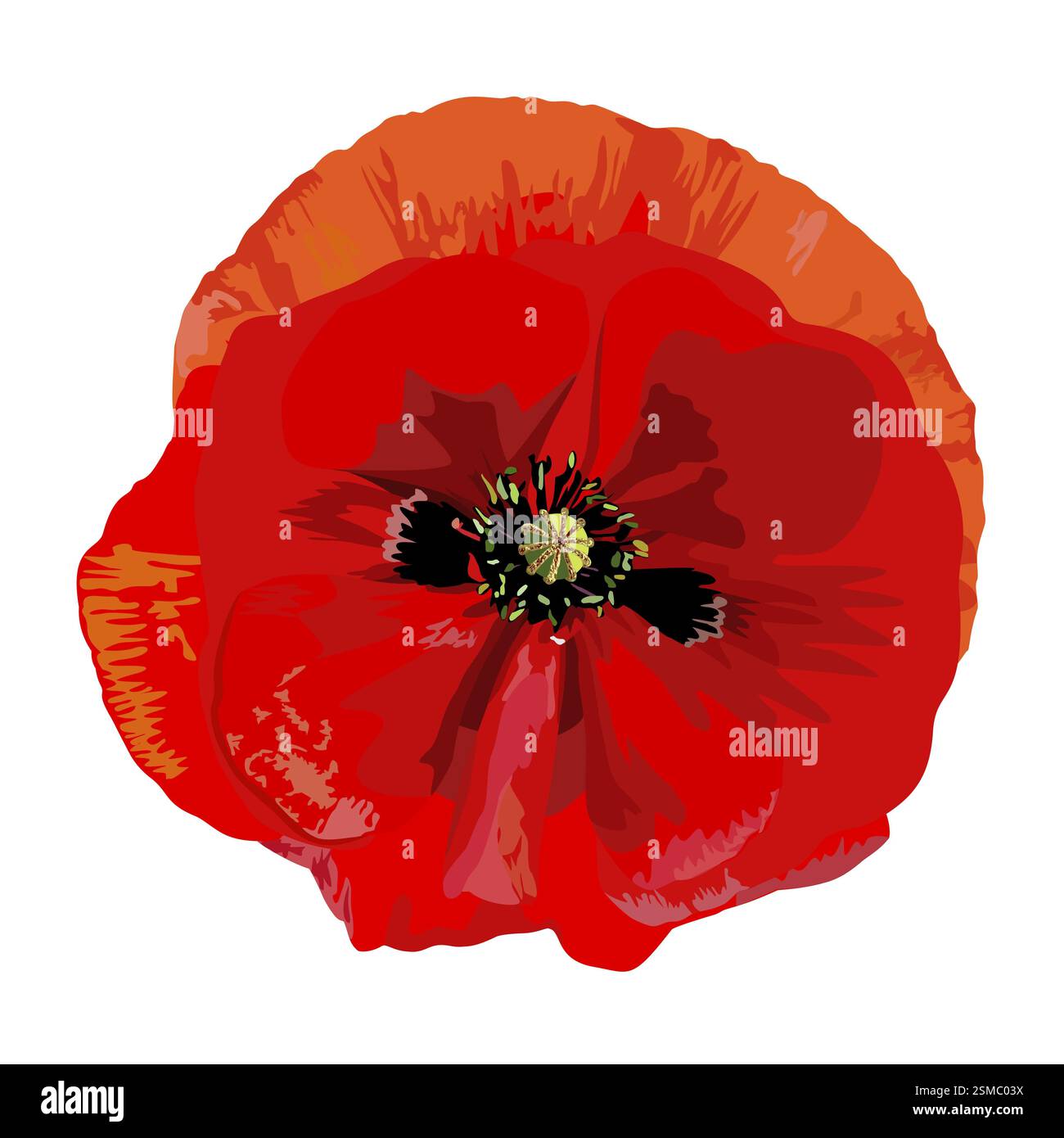 Drawing a single red poppy Stock Photo - Alamy