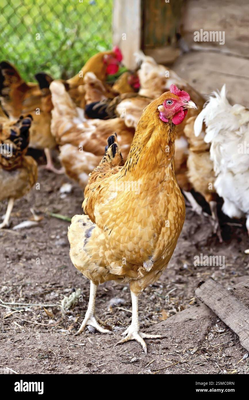Brown chicken on a background of the earth, green grass and wire mesh ...