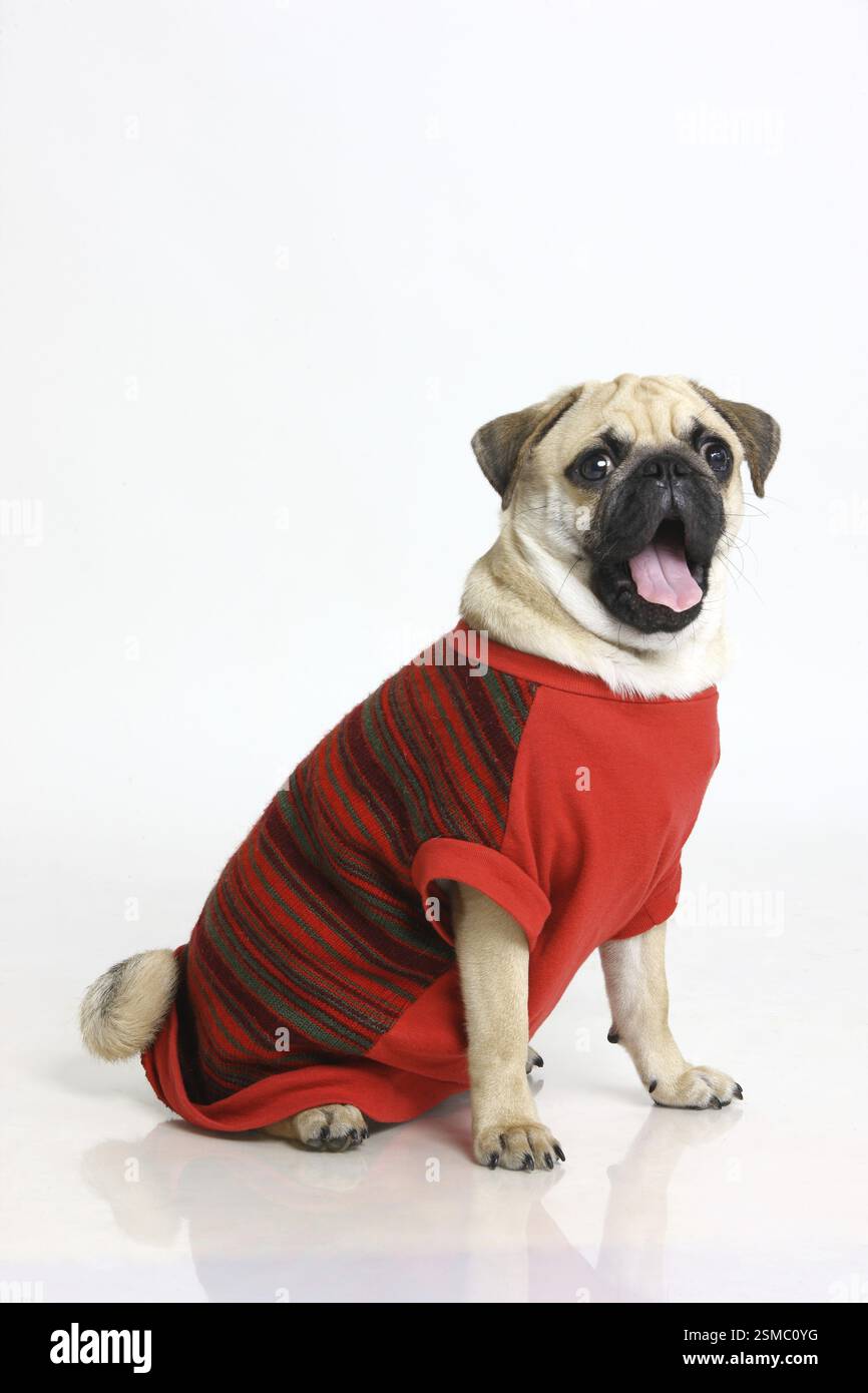 Dog Pug Male Black Muzzle shouting in red clothing posing on white ...