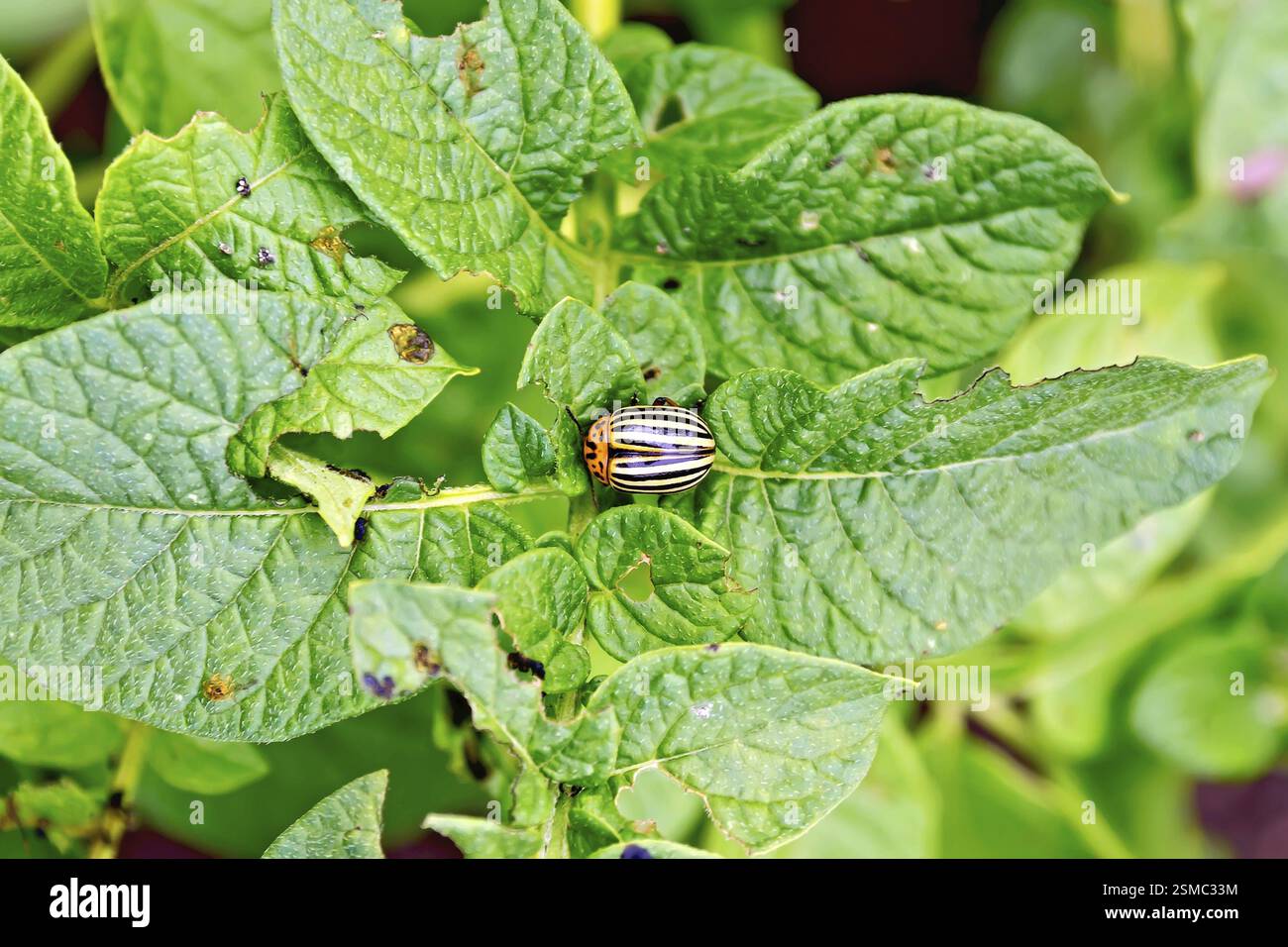 Potato bugs eating green hi-res stock photography and images - Alamy