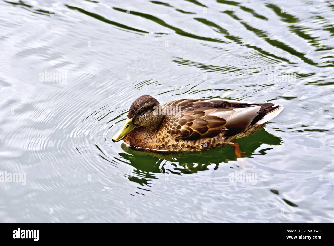 Male body floating in water hi-res stock photography and images - Alamy