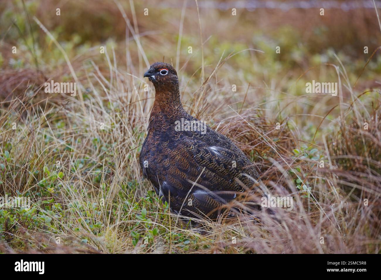 Highland grouse moors hi-res stock photography and images - Alamy