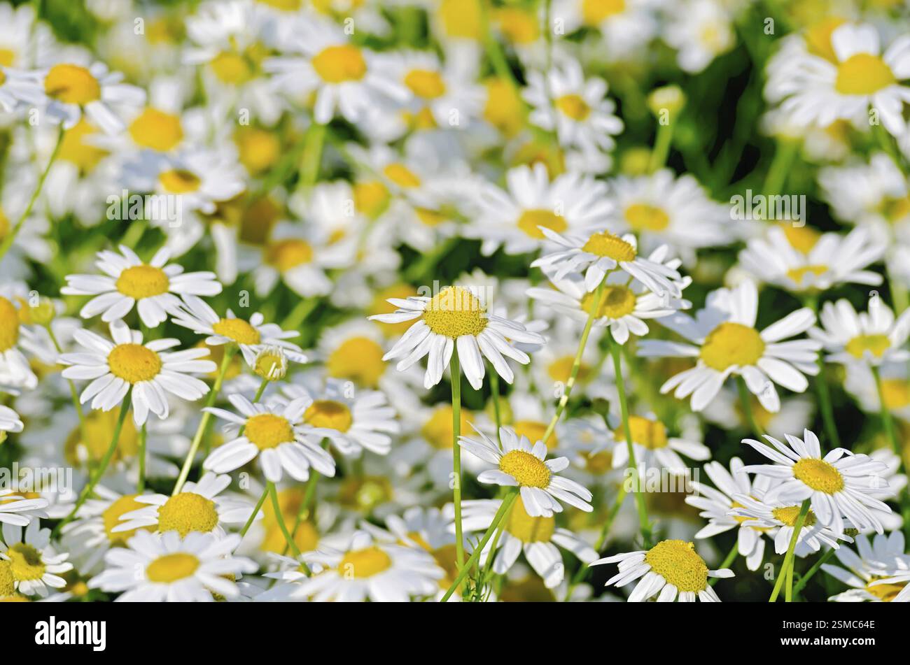 White matricaria flowers on hi-res stock photography and images - Alamy