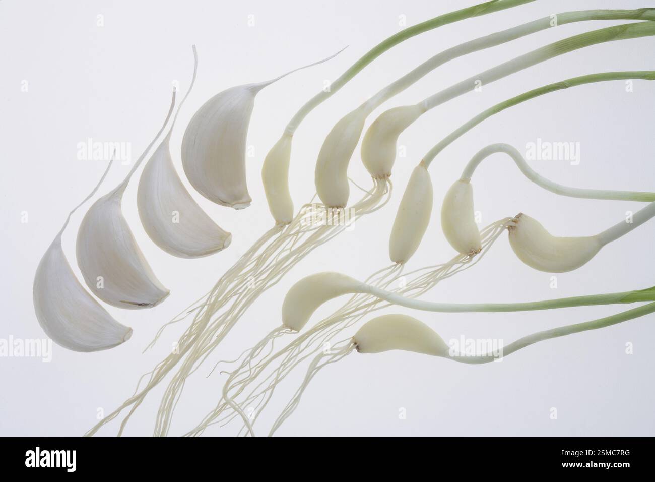 Spices, garlic bulb with garlic root on white background Stock Photo ...