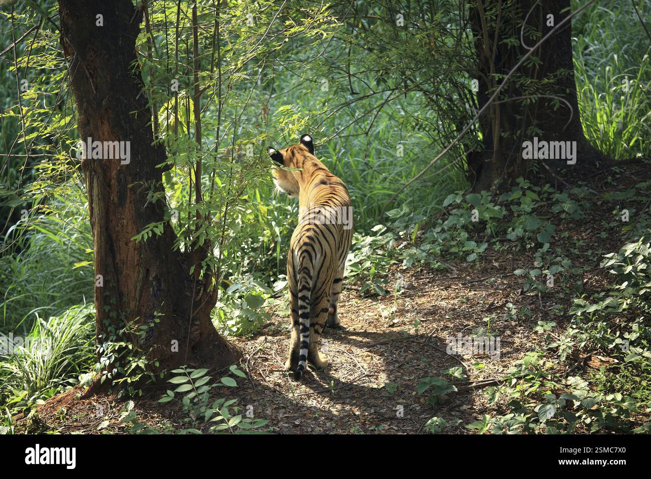 Bengal Tiger Panthera tigris in waiting for prey in Guwahati zoo, Assam ...