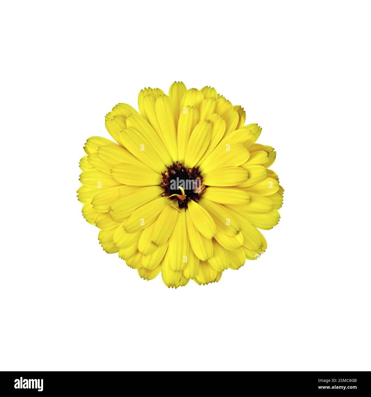 Calendula yellow terry with dark heart isolated on white background ...