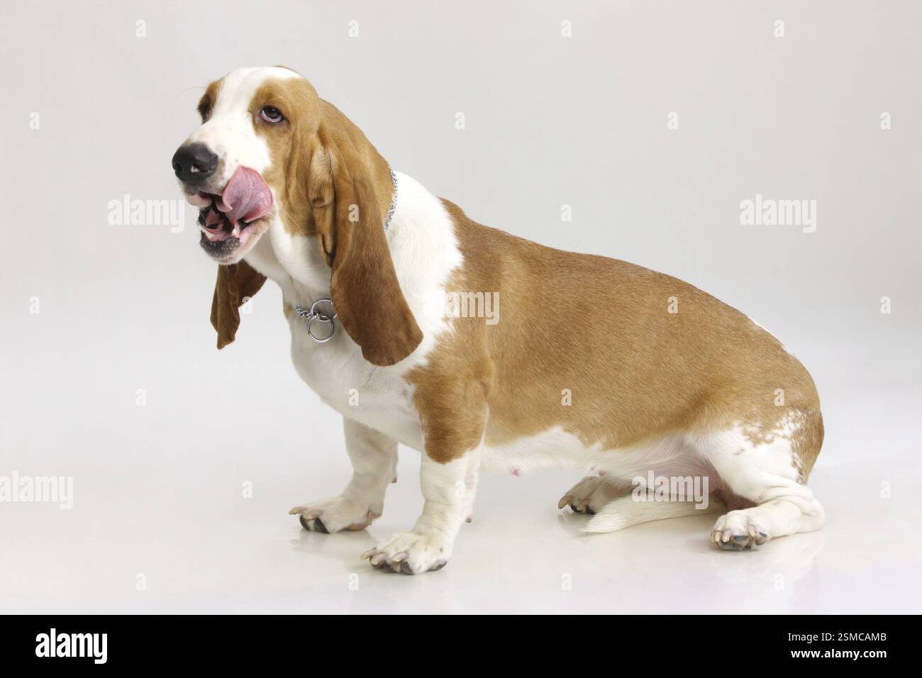 Dog Basset Hound female posing on white background Stock Photo - Alamy