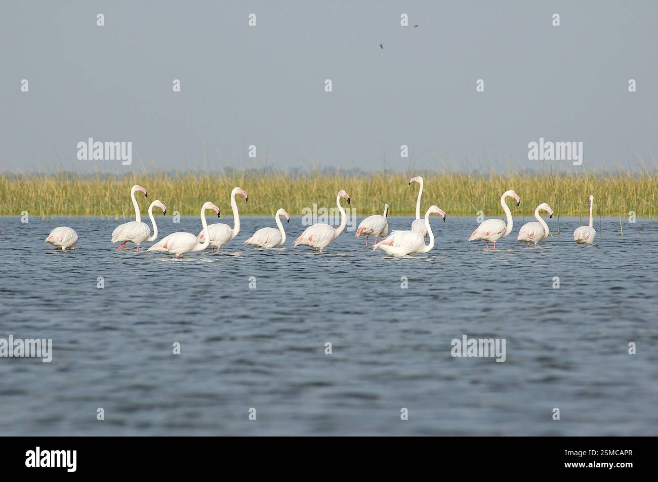 Flamingo birds in water, Nalsarovar, Gujarat, India, Asia Stock Photo ...