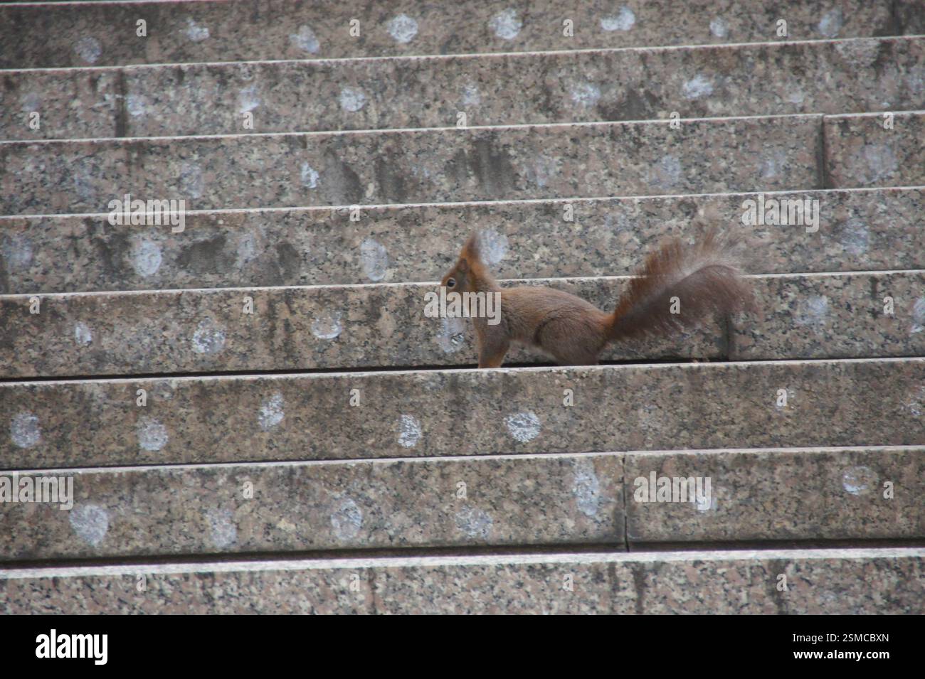 Agile rodent hi-res stock photography and images - Alamy