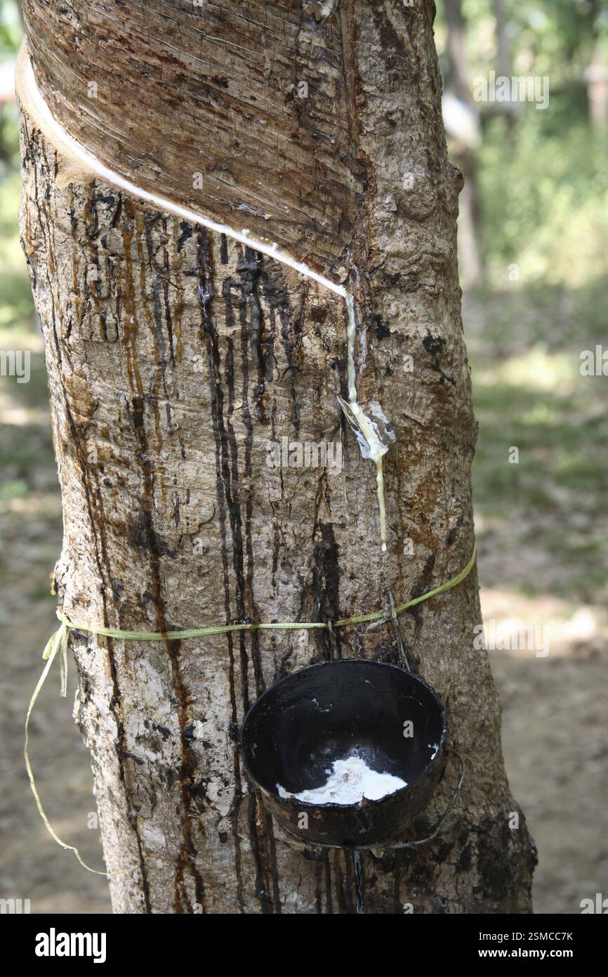 Rubber tree Latin name Hevea Brasiliensis harvest, Kerala, India, Asia ...