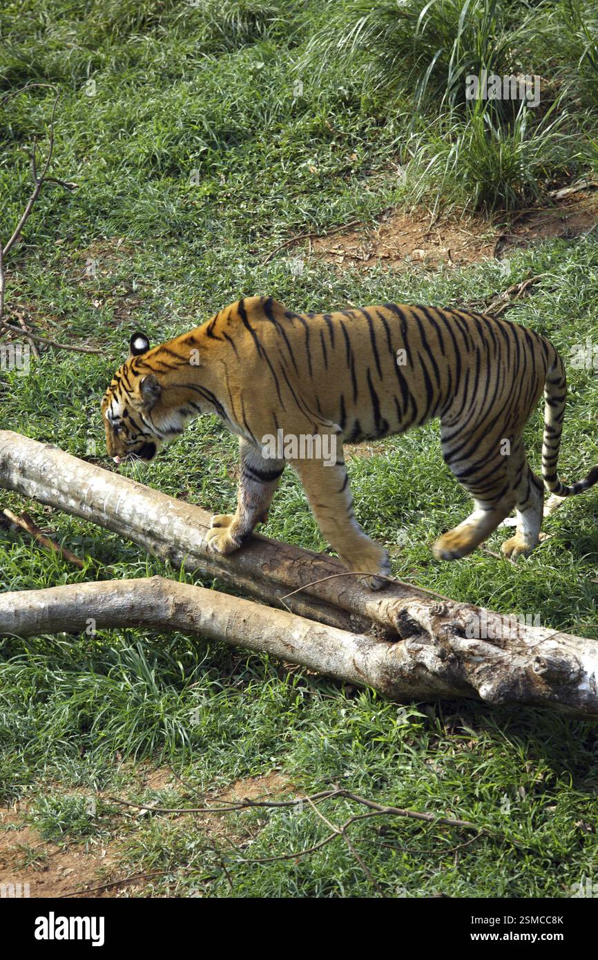 Bengal Tiger Panthera tigris crossing wooden bar in Guwahati zoo, Assam ...