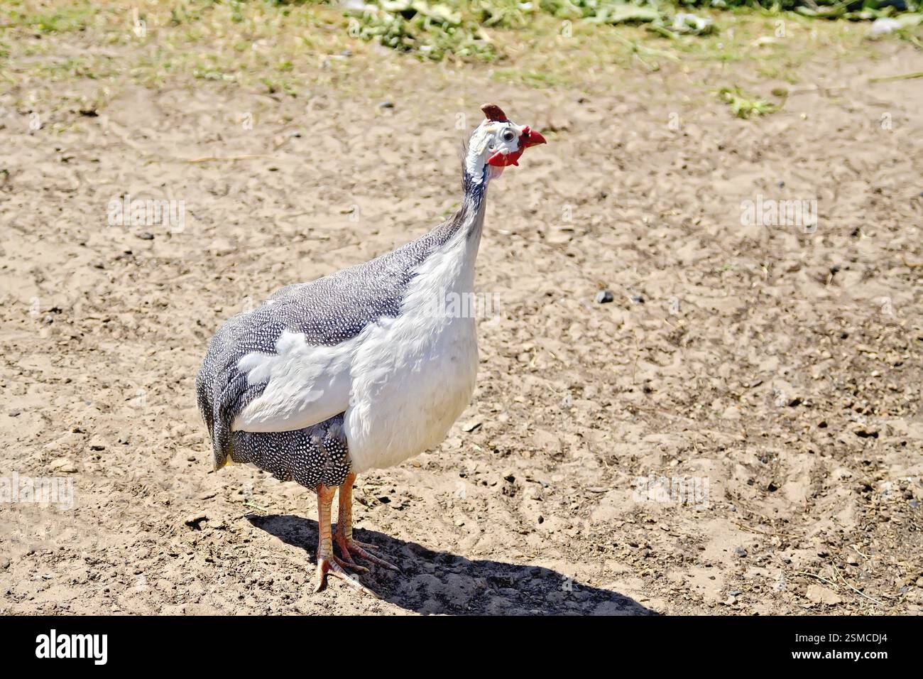 Chicken guinea fowl on a background of yellow sand Stock Photo - Alamy