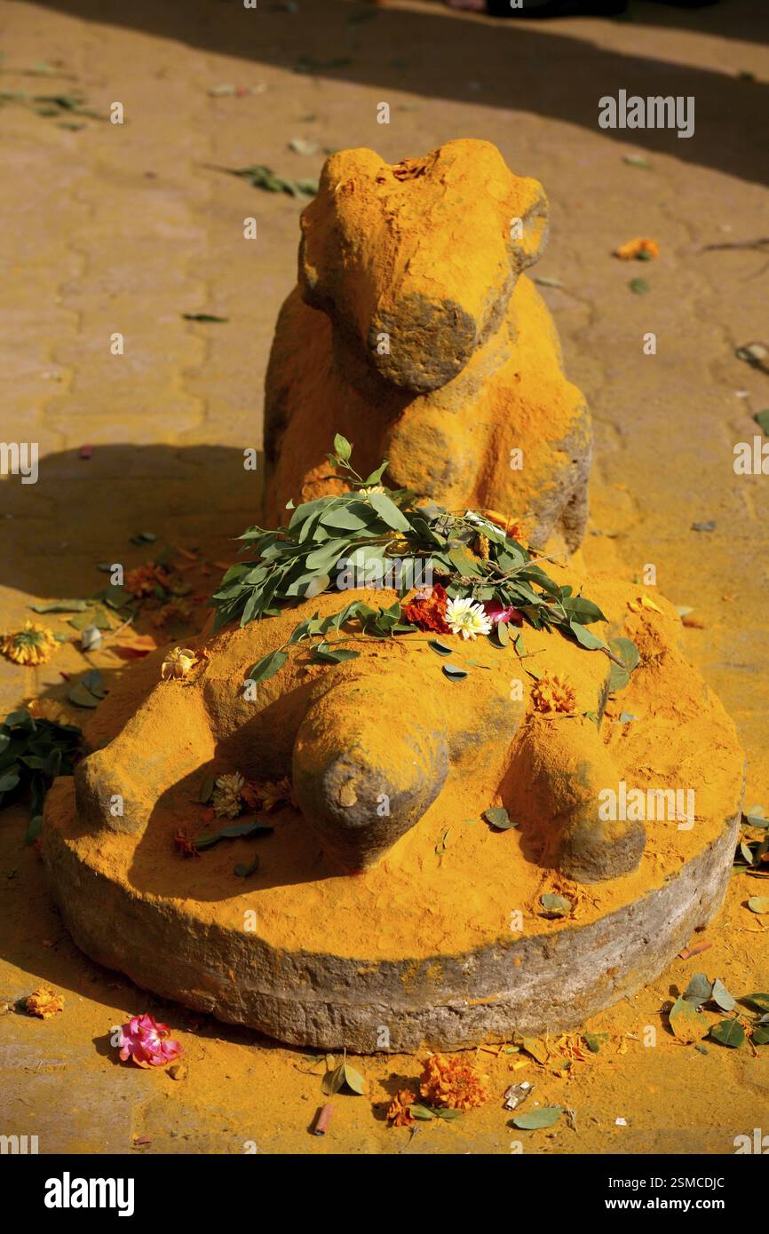 Statues of tortoise and Nandi bail (bull) immersed in turmeric powder ...