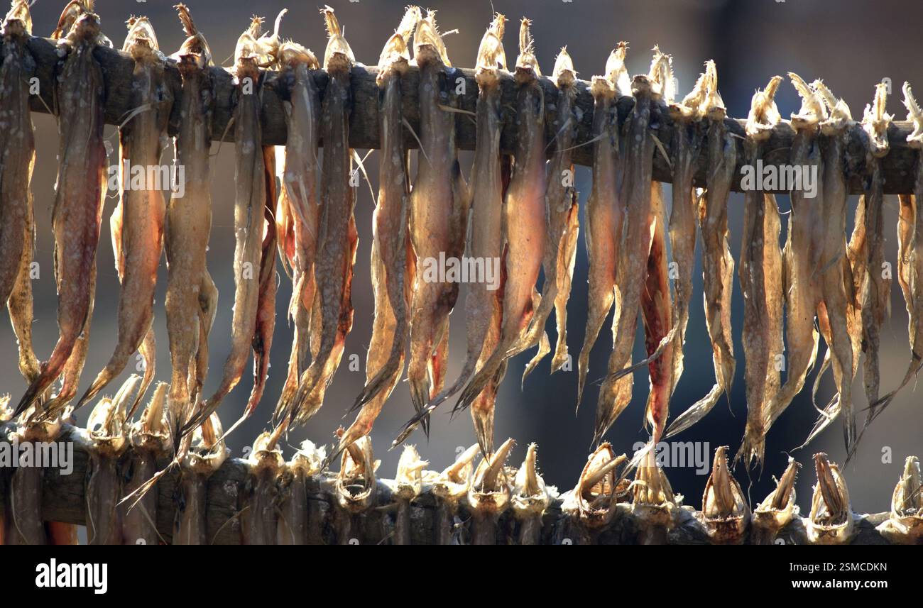 Dried fish, Jakhau, Kutch, Gujarat, India, Asia Stock Photo - Alamy