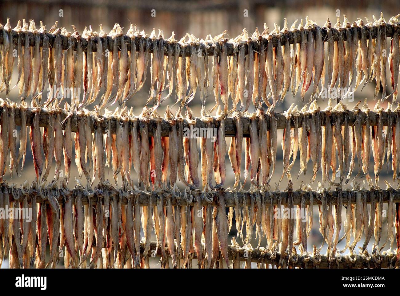 Dried fish, Jakhau, Kutch, Gujarat, India, Asia Stock Photo - Alamy